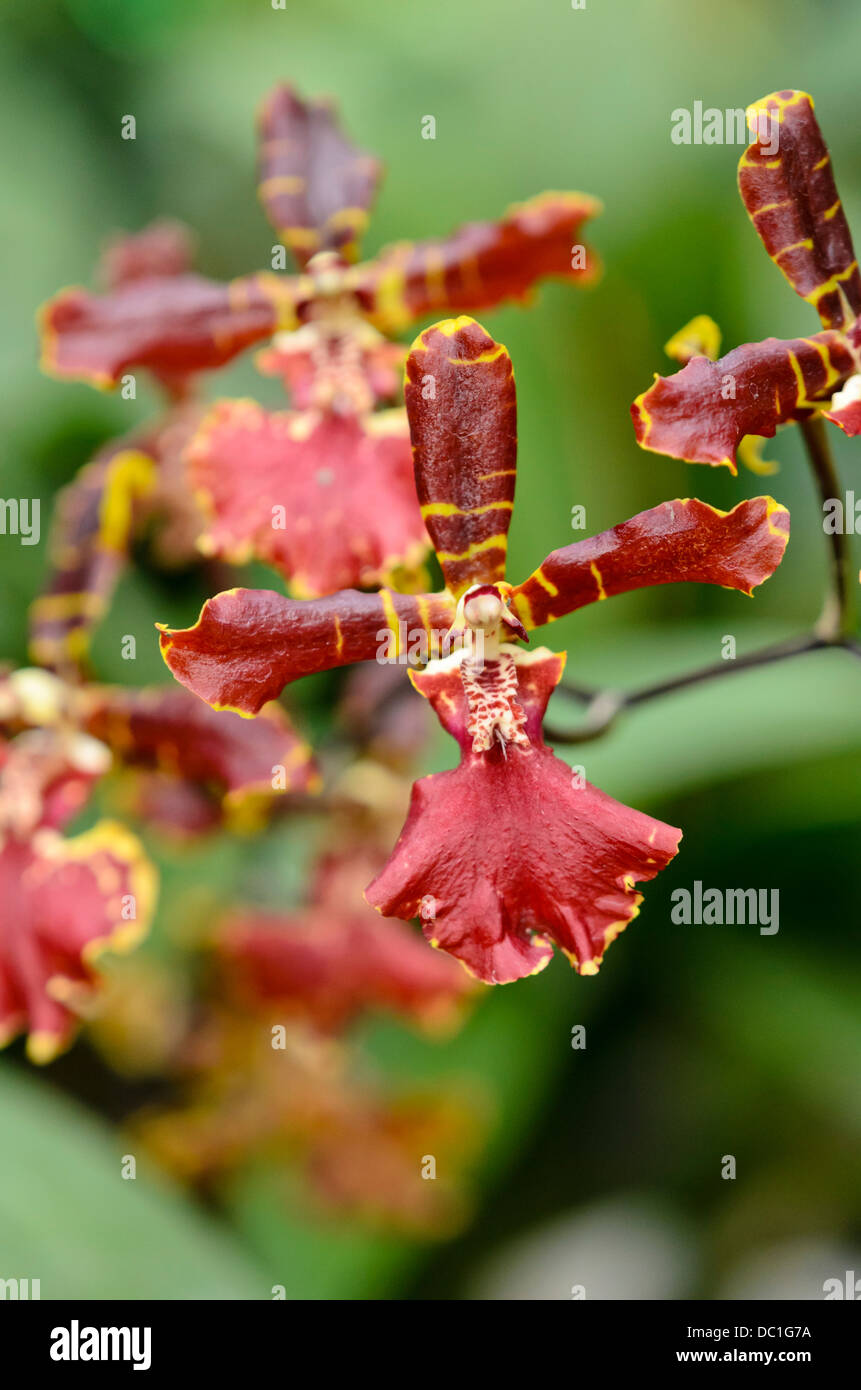 Wera hi-res stock photography and images - Alamy