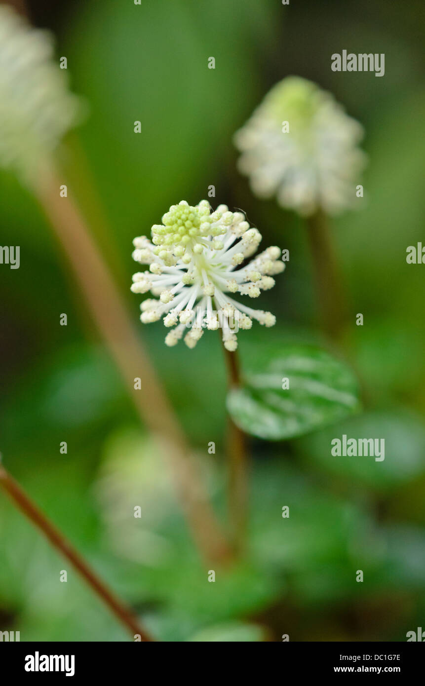 Radiator plant (Peperomia fraseri Stock Photo - Alamy