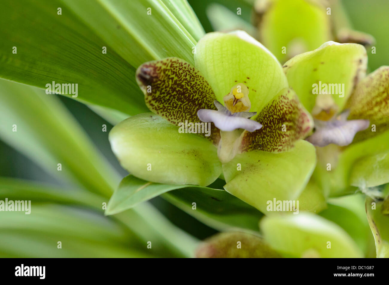 Colax hi-res stock photography and images - Alamy