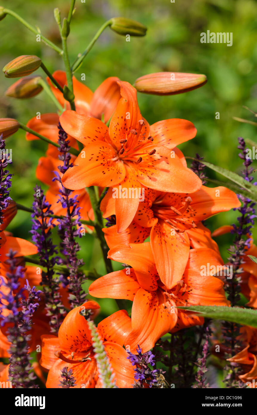 Lily parts hi-res stock photography and images - Alamy