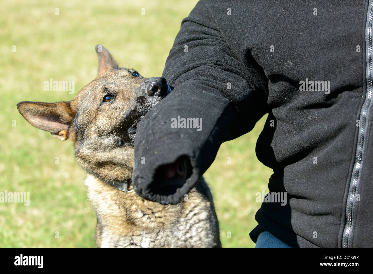 Action from a Police Dog Display, by British Transport Police, at the ...