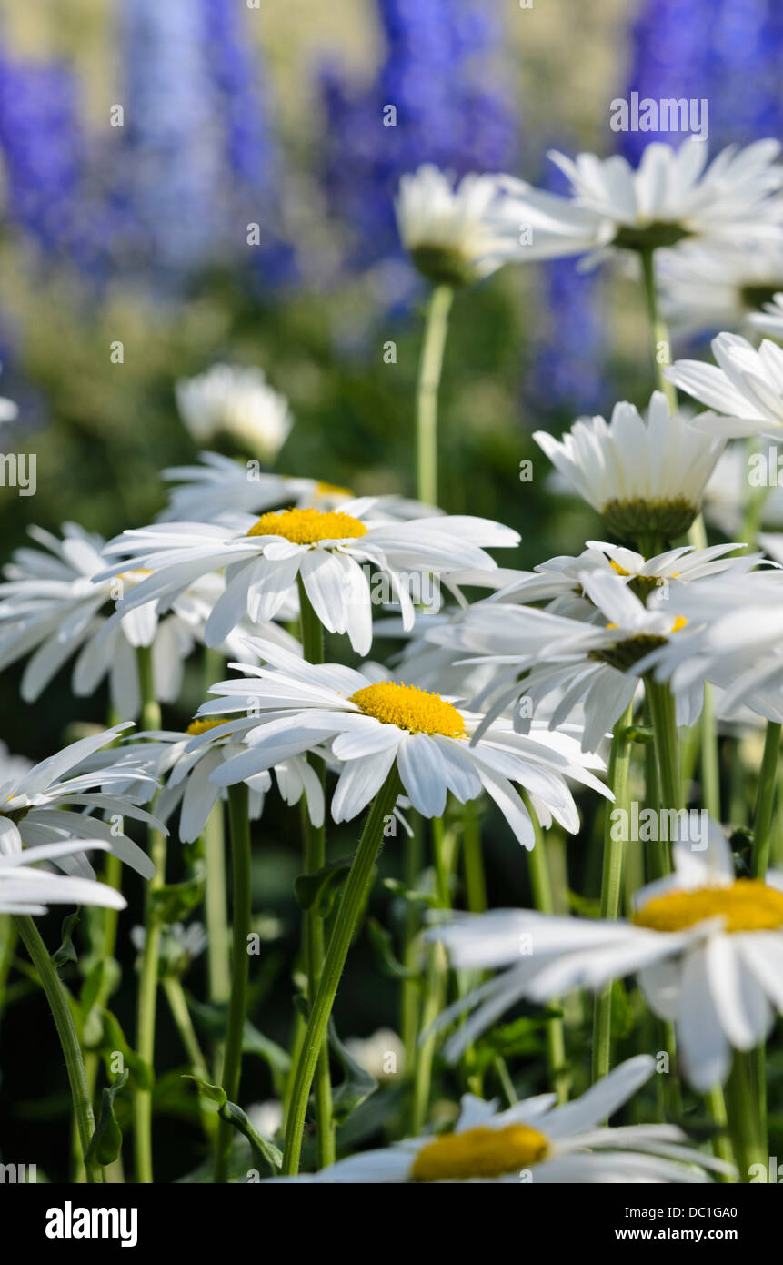 Giant daisy (Leucanthemum maximum 'Firnglanz' Stock Photo - Alamy
