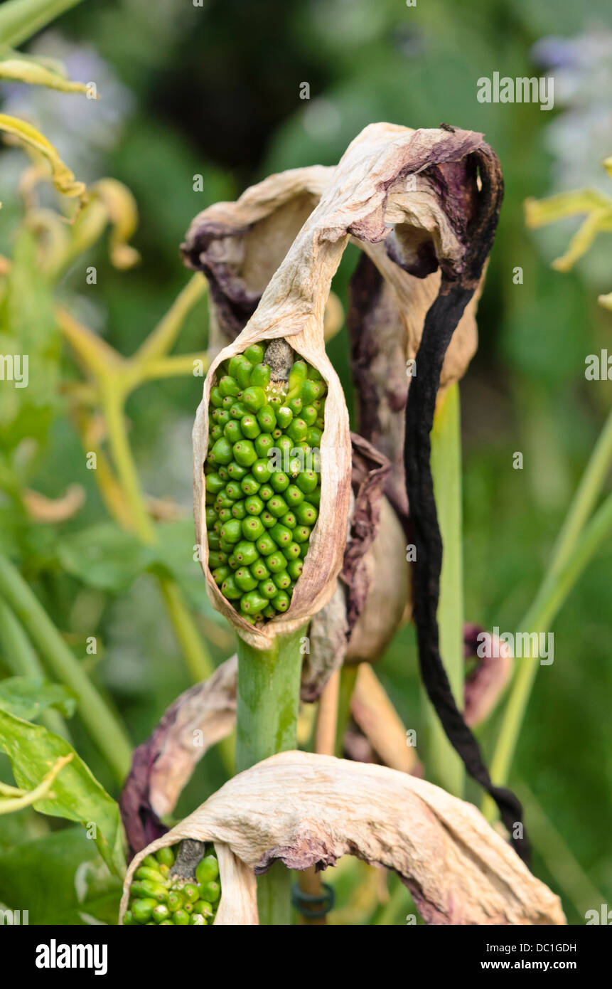 Dragon arum (Dracunculus vulgaris Stock Photo - Alamy