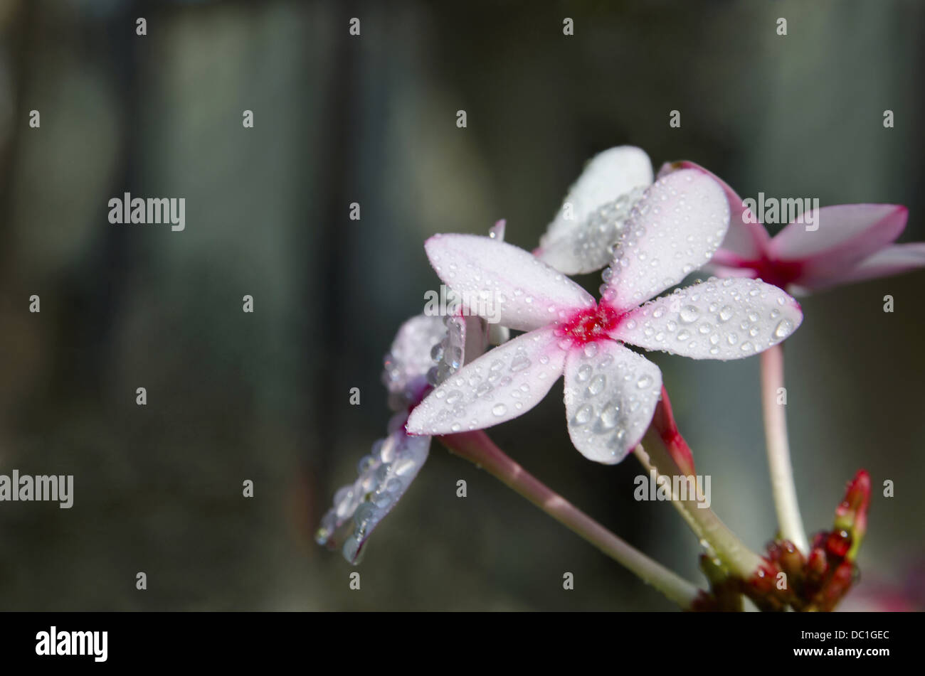 Periwinkle, Sadafuli ( Catharanthus Roseus ) flower. Madagascar ...