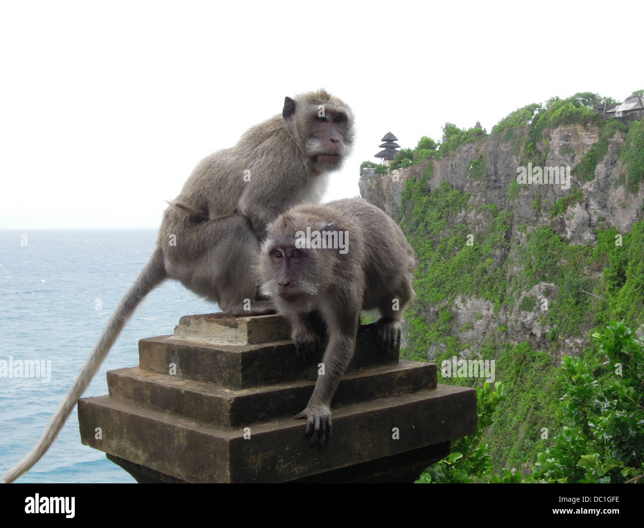 Monkeys at the Temple of Uluwatu on the island of Bali, Indonesia Stock ...