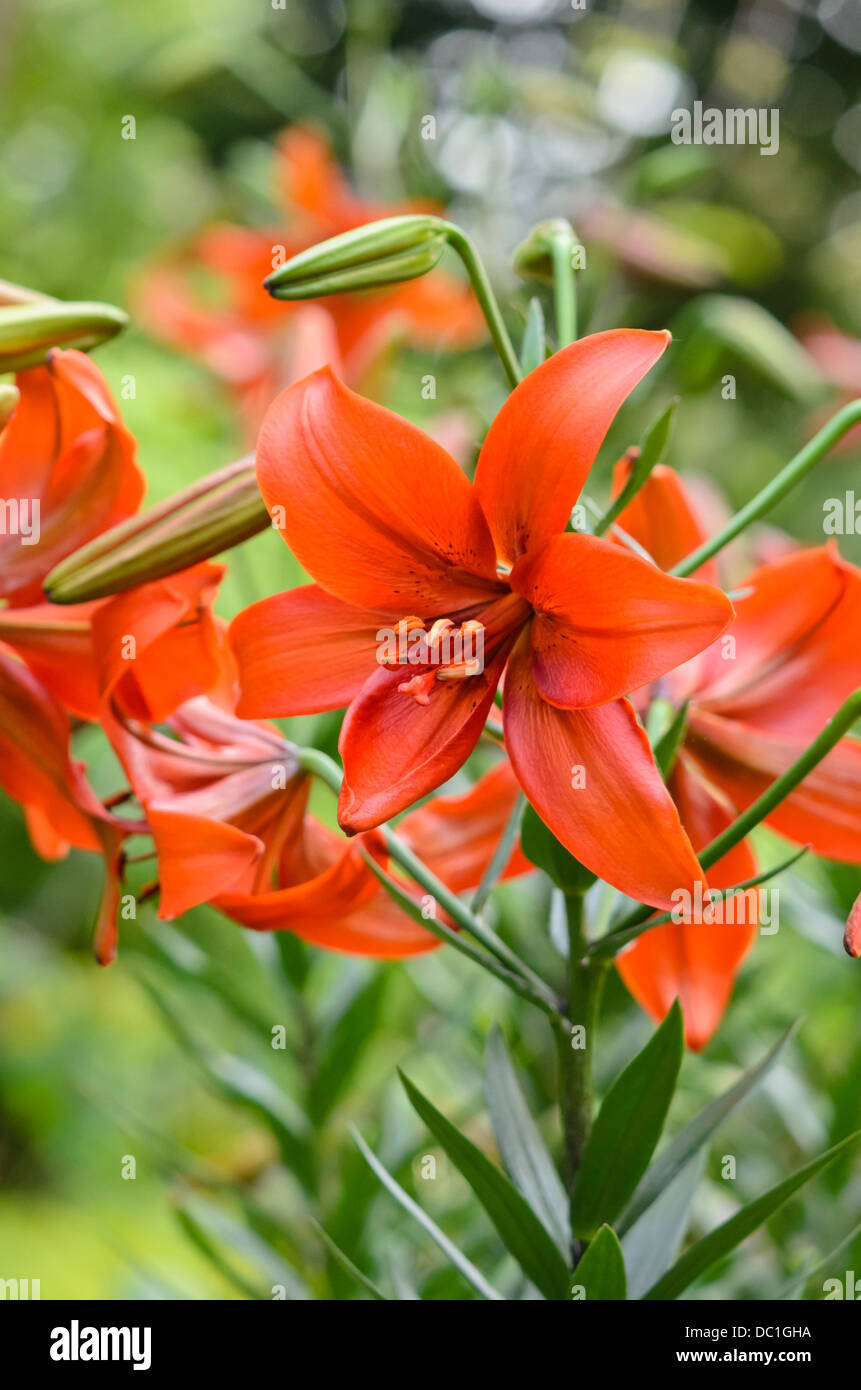 Tiger lily (Lilium lancifolium 'Red Twinkle' syn. Lilium tigrinum 'Red ...