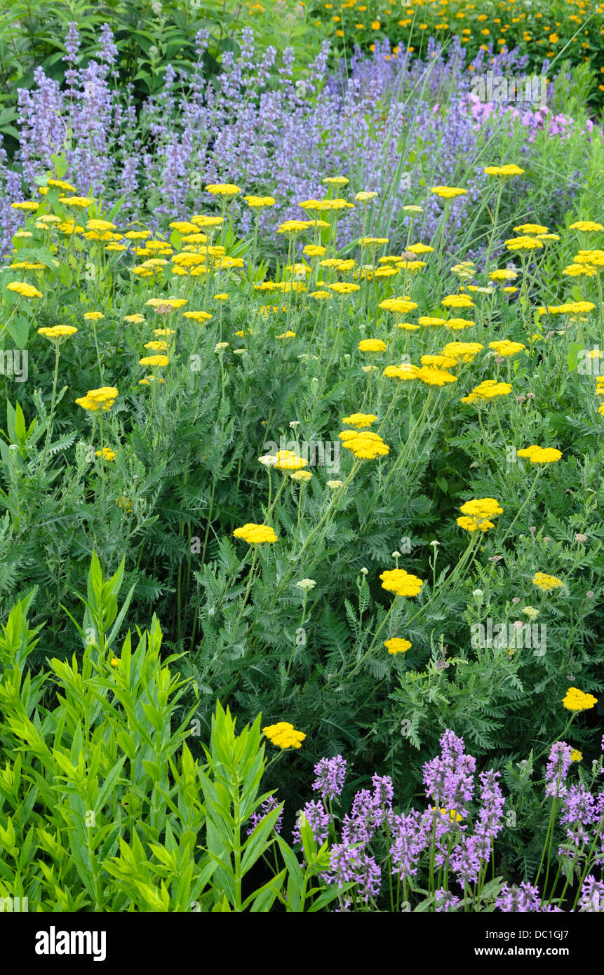 Fernleaf yarrow (Achillea filipendulina Stock Photo - Alamy