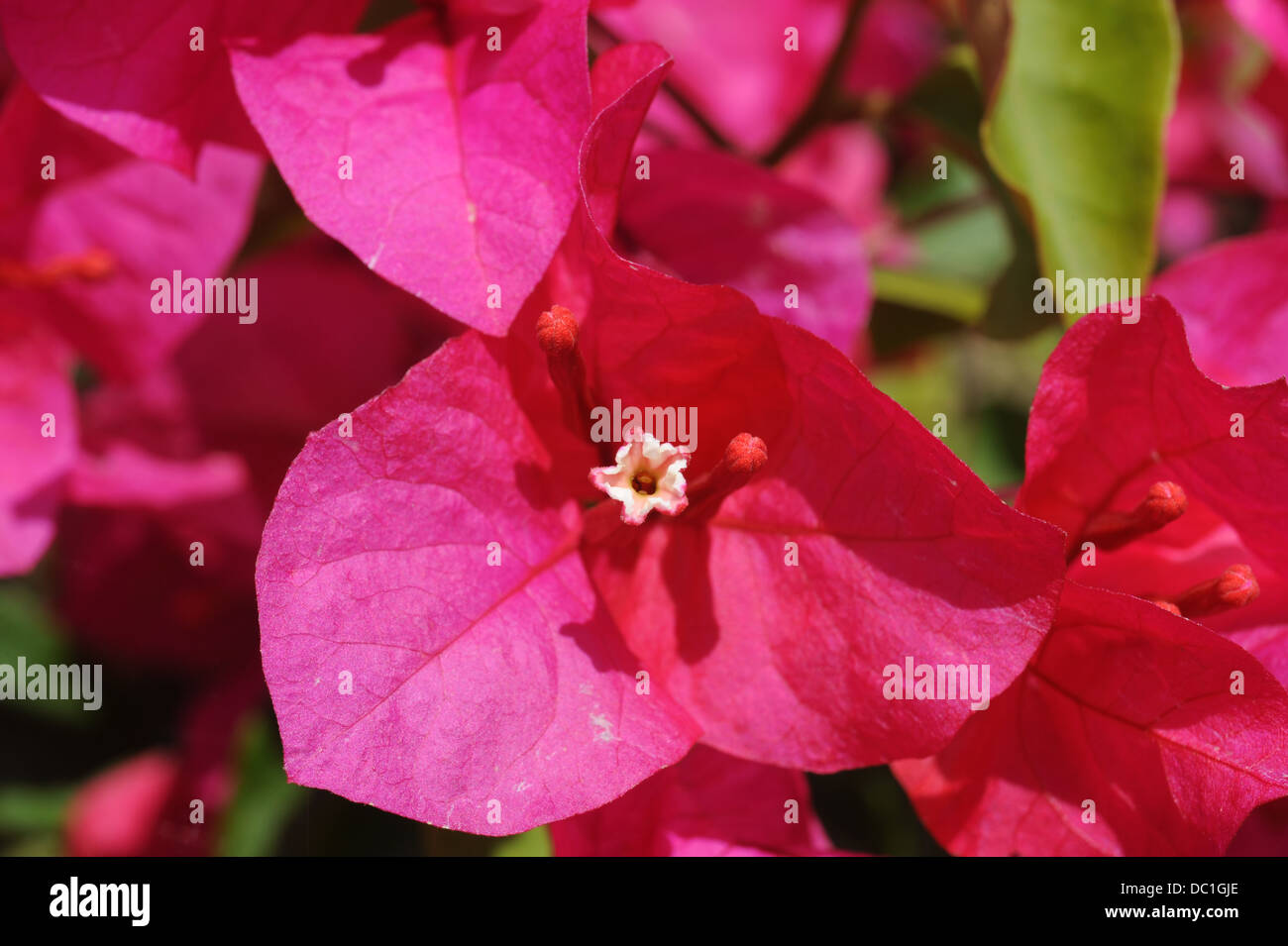 Orchids ecosystem hi-res stock photography and images - Alamy