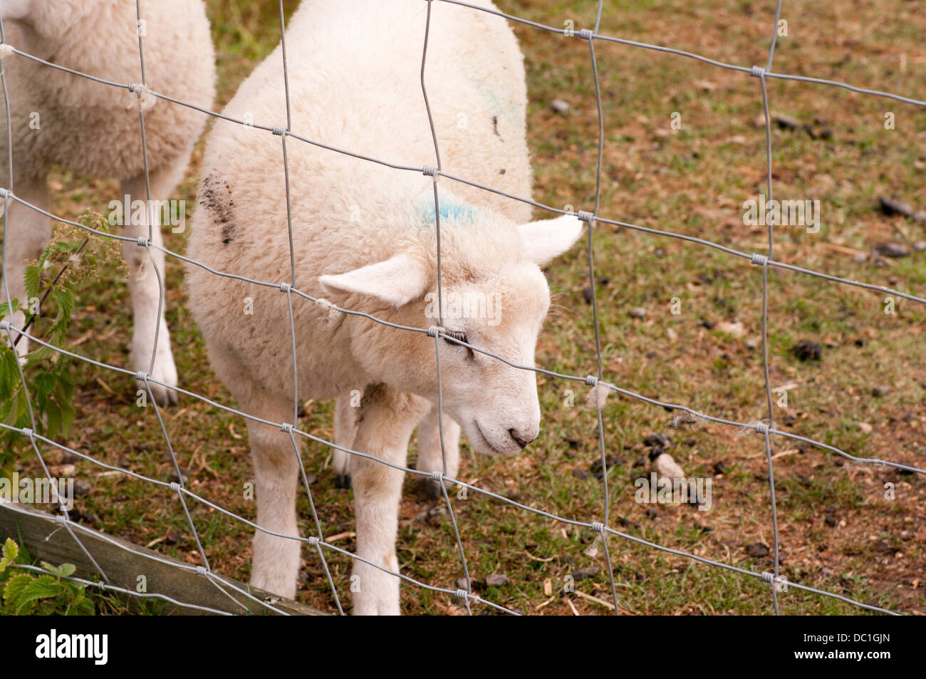 White Sheep In Captivity behind a metal wire fence Stock Photo - Alamy