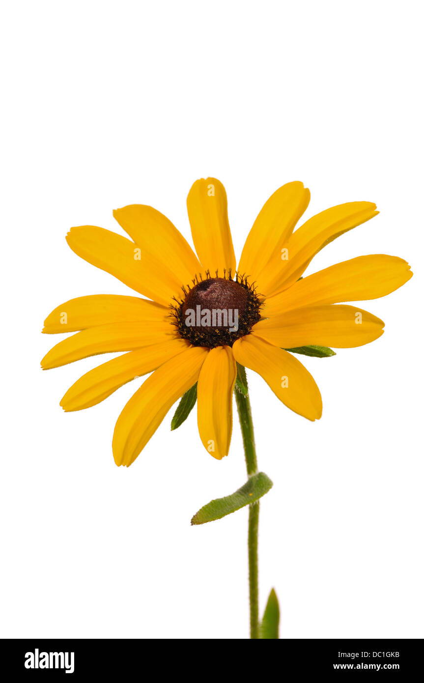 Black-eyed Susan flower - Rudbeckia Hirta Stock Photo - Alamy