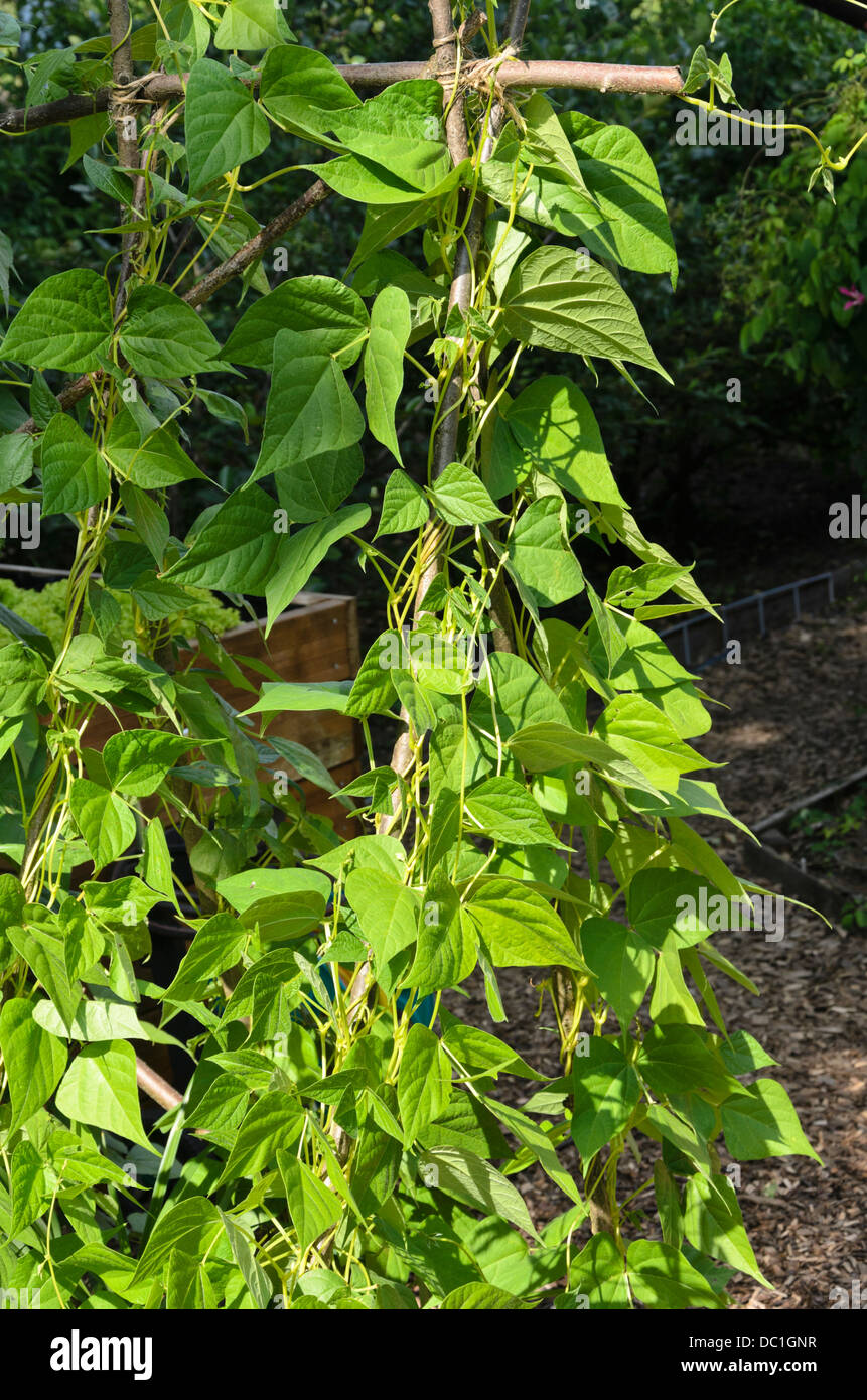Green bean (Phaseolus vulgaris var. vulgaris Stock Photo - Alamy