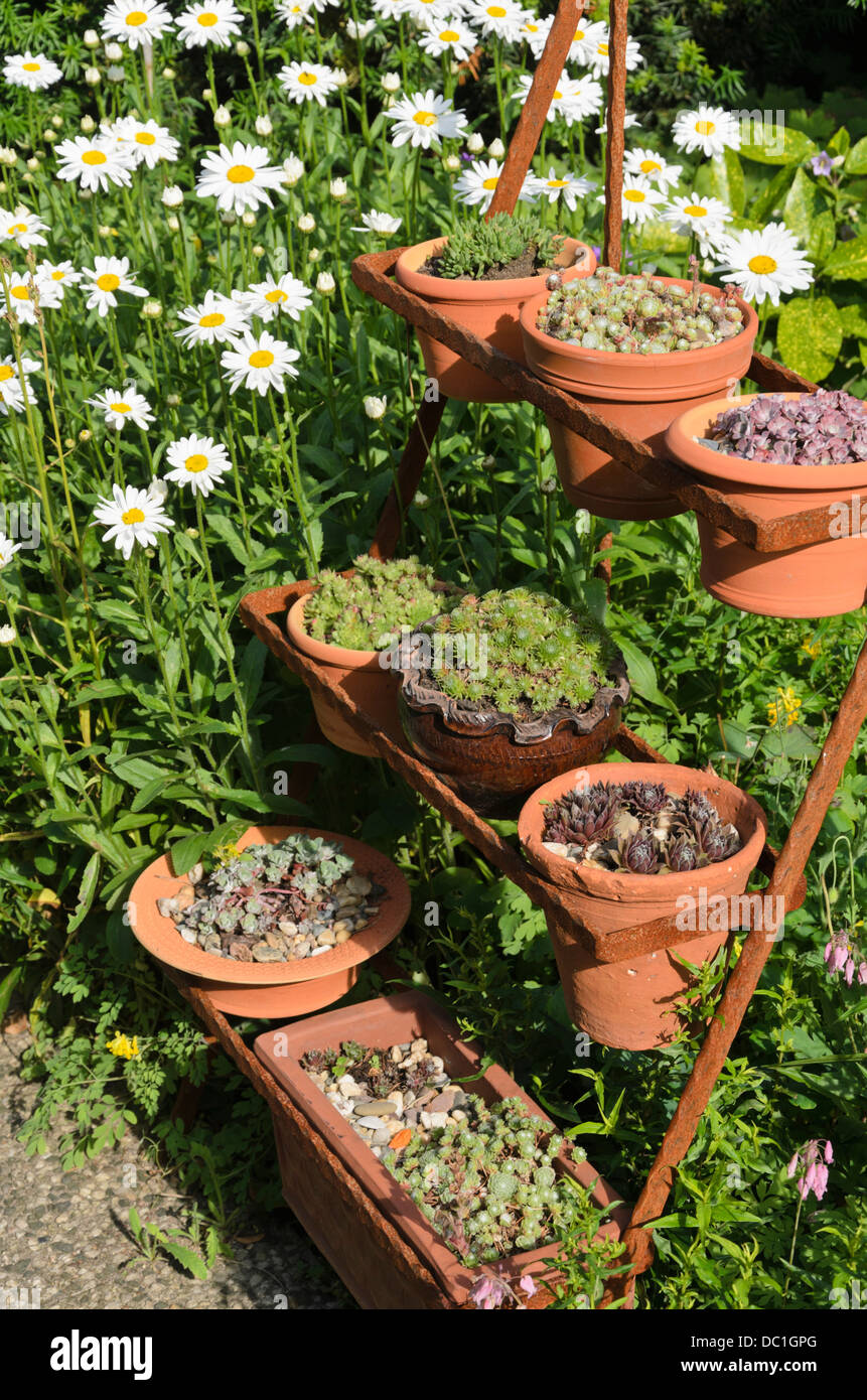 Giant daisy (Leucanthemum maximum) and houseleek (Sempervivum) in ...