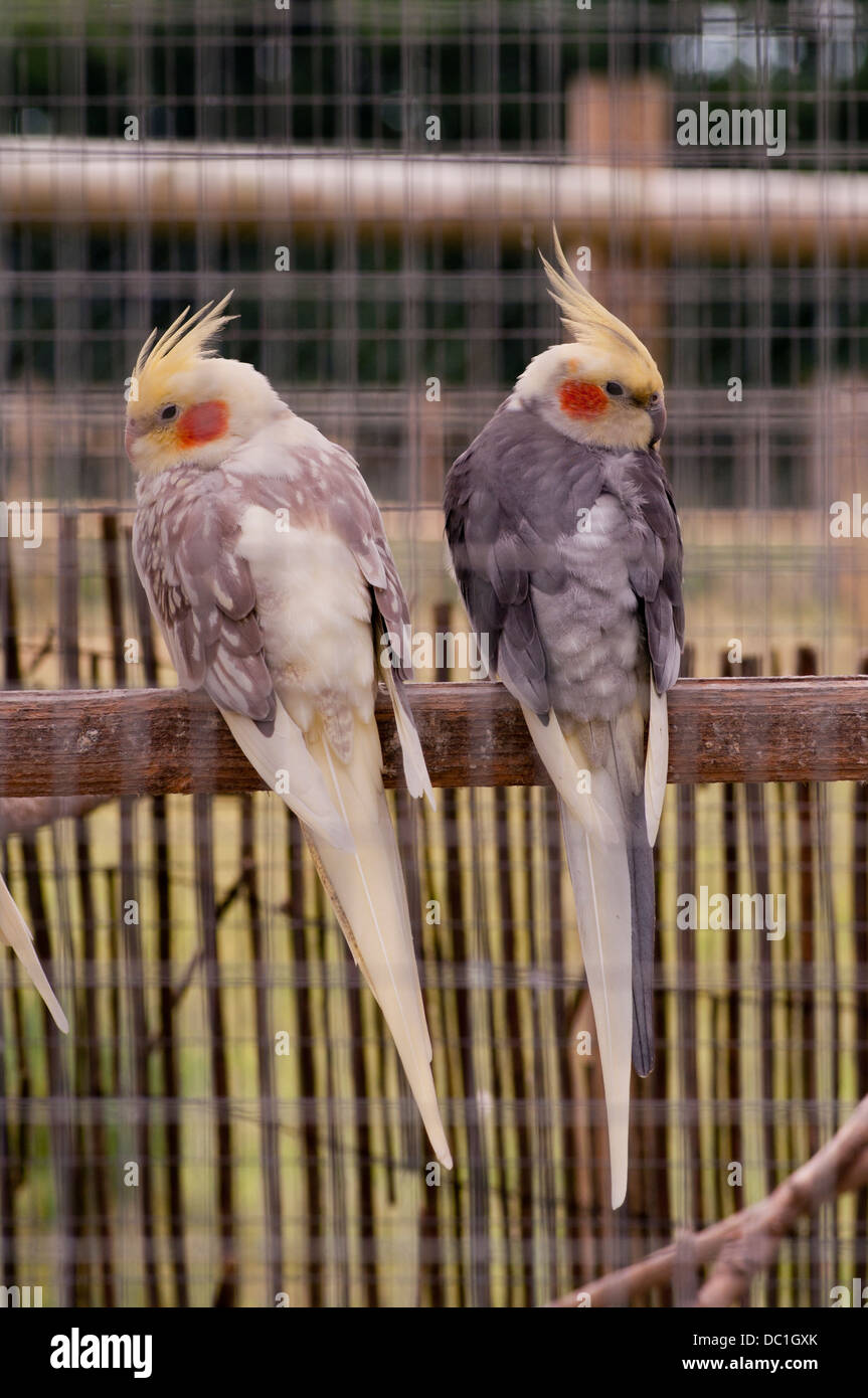 Pastel Cockatiel