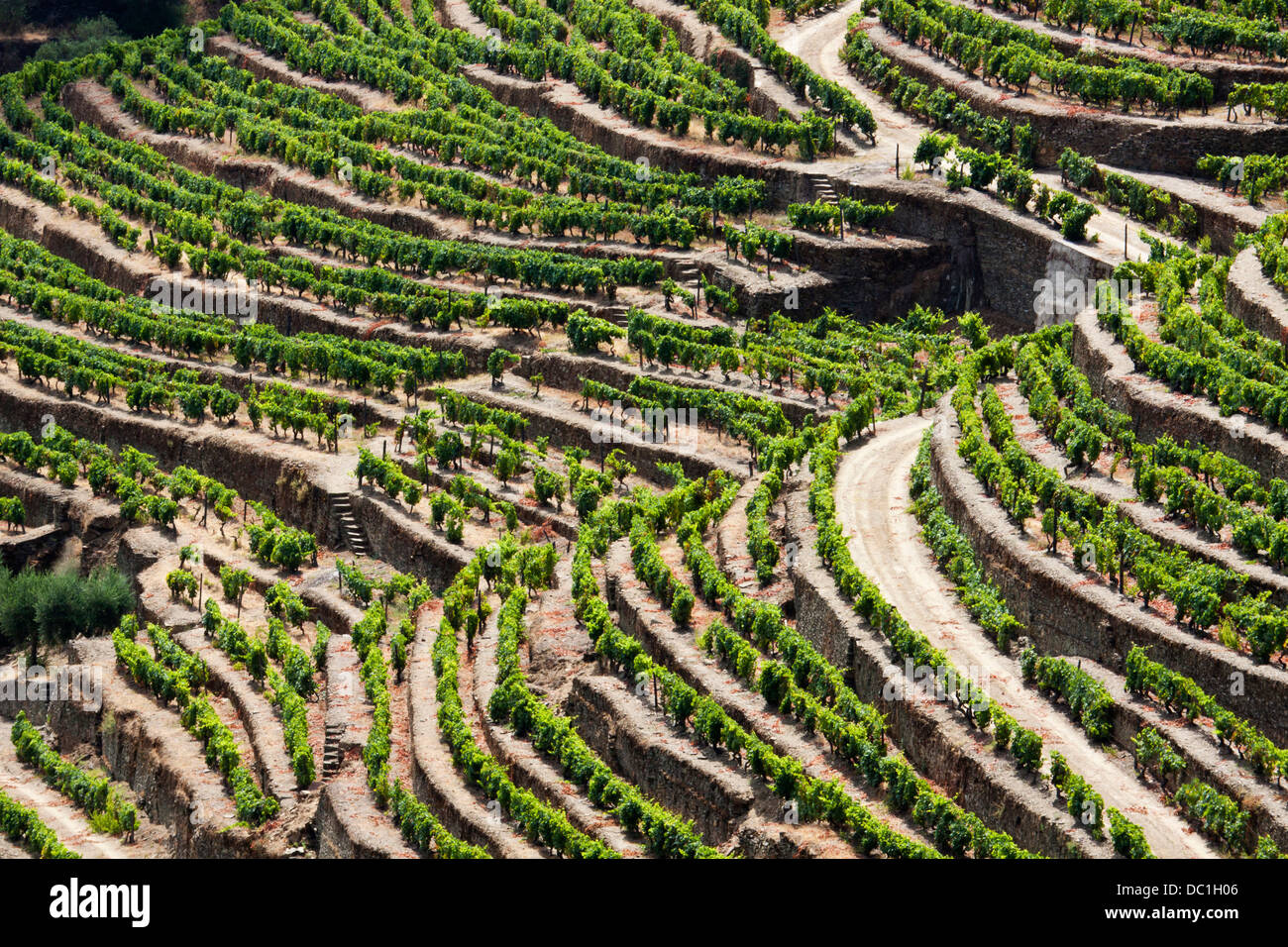 Europe, Portugal, Douro Valley, Pinhao. The vineyards of Douro Valley ...