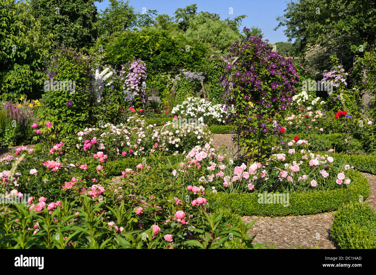 Clematis and climbing rose hi-res stock photography and images - Alamy