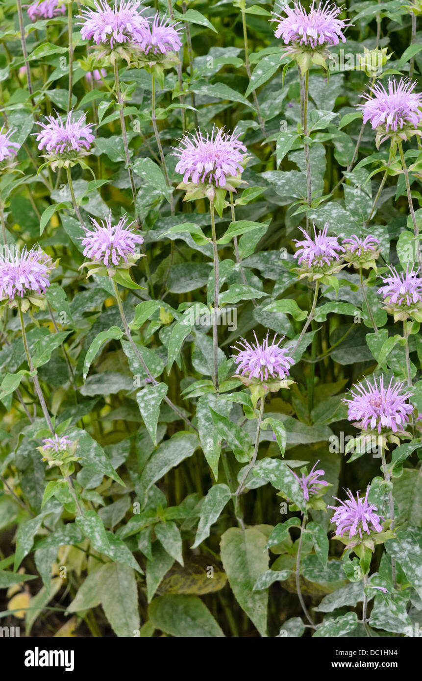 Lemon bee balm (Monarda citriodora) with mildew Stock Photo - Alamy