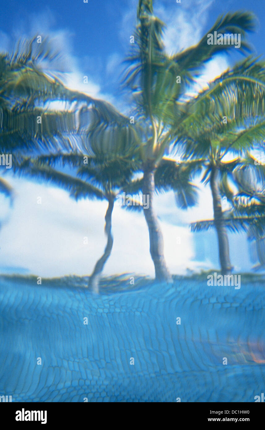 Distorted palm trees hi-res stock photography and images - Alamy