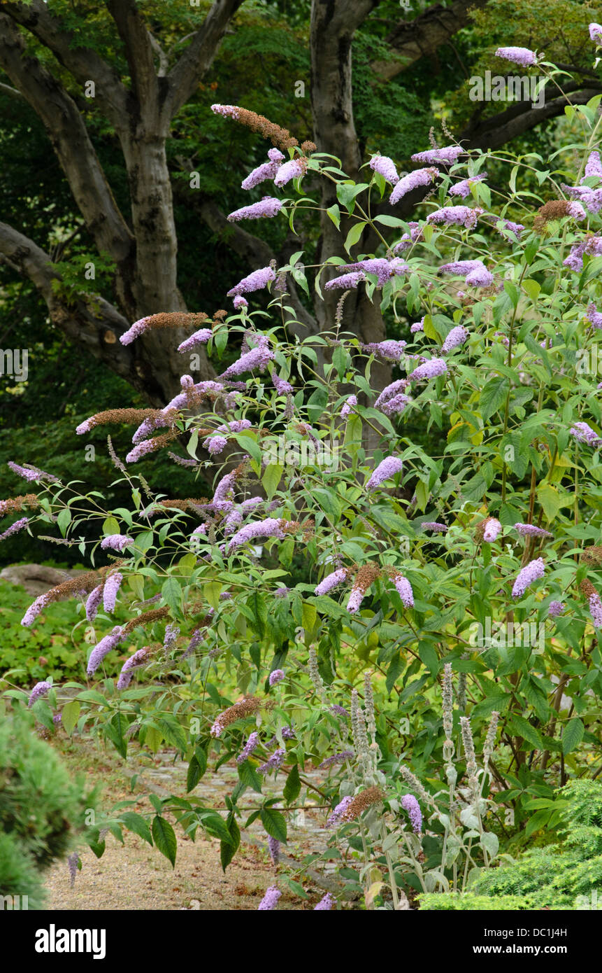 Common butterfly bush (Buddleja davidii 'Nanho Purple' Stock Photo - Alamy