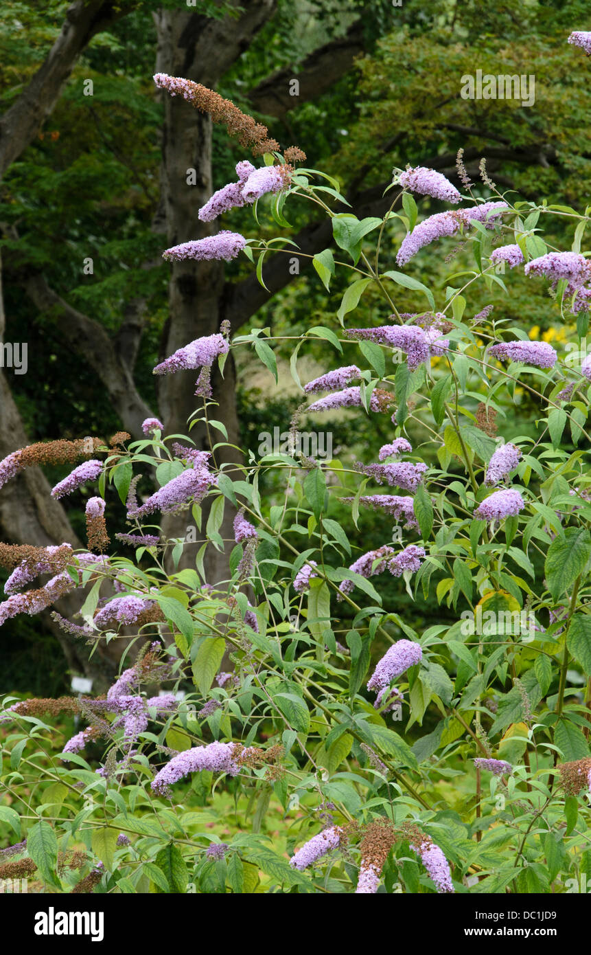 Common butterfly bush (Buddleja davidii 'Nanho Purple' Stock Photo - Alamy
