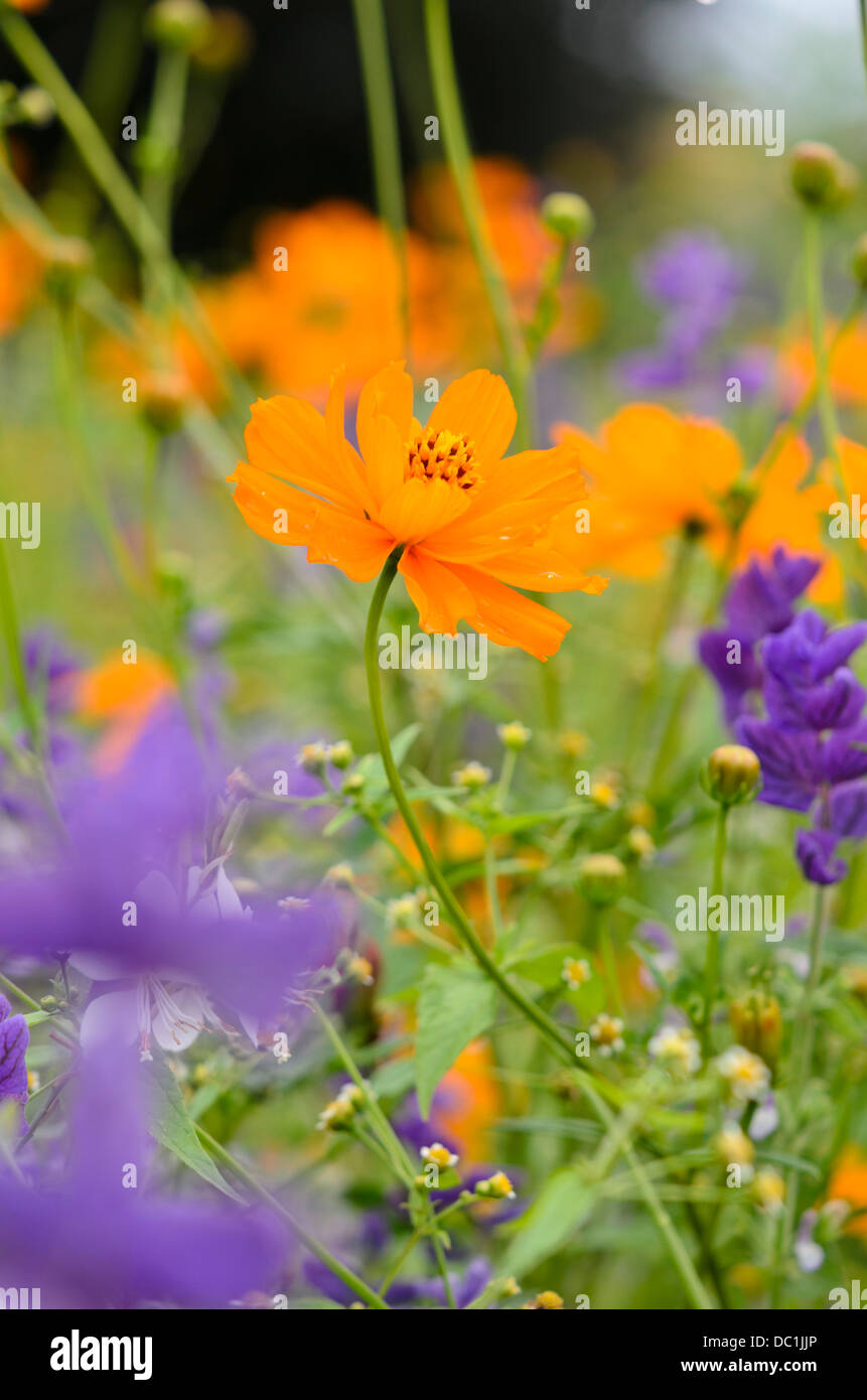 Yellow cosmos (Cosmos sulphureus Stock Photo - Alamy