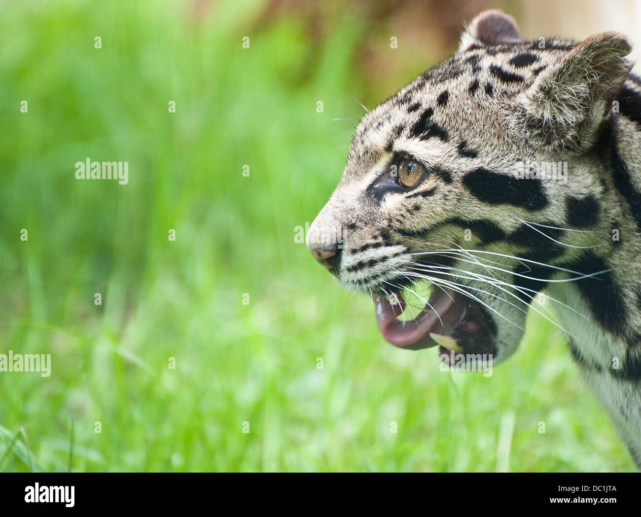 Clouded leopard cat hi-res stock photography and images - Alamy