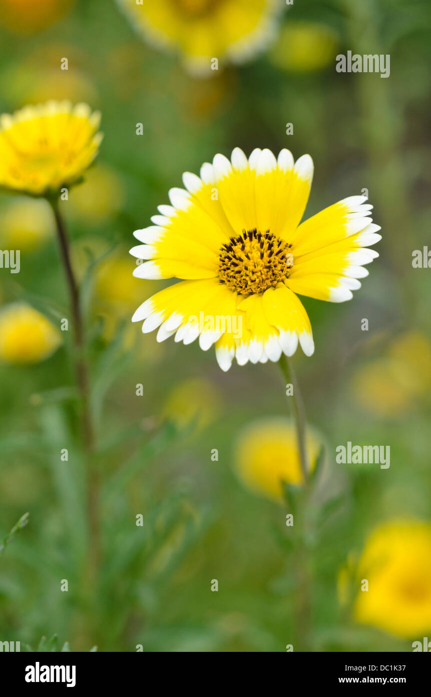 Coastal tidy tips (Layia platyglossa Stock Photo - Alamy