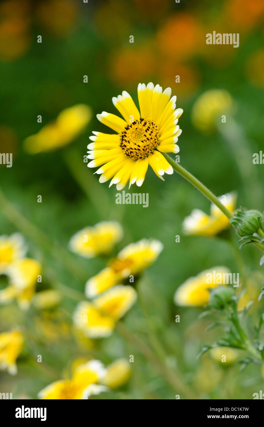 Yellow coastal plant hi-res stock photography and images - Alamy