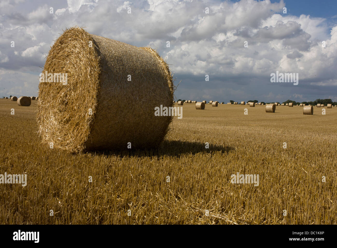 Large round bales of hay drying in summer sun after the harvest near ...