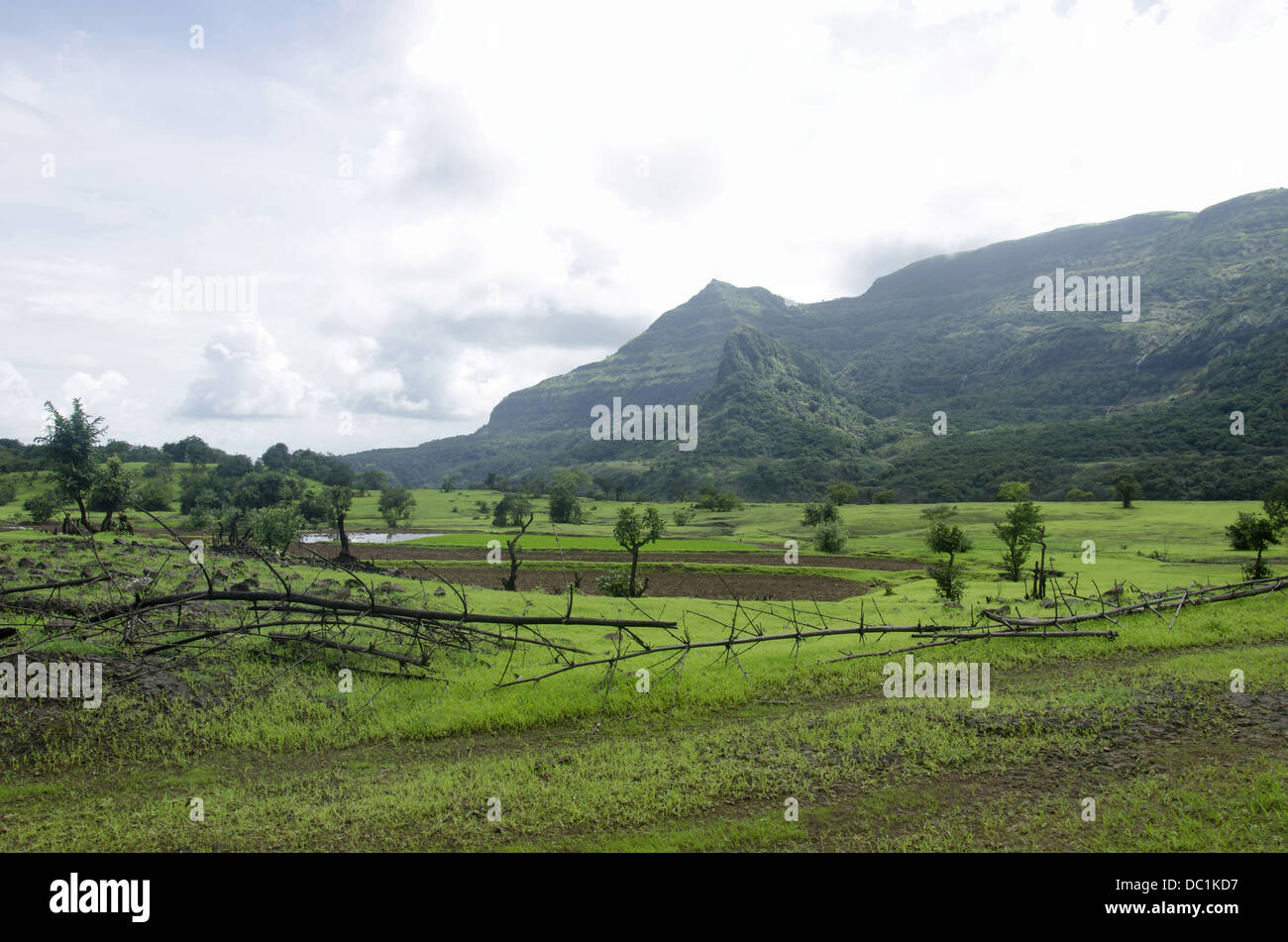 Farm in rains , Pune, Maharashtra, India Stock Photo - Alamy