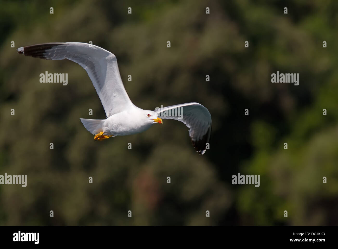 A Yellow-legged Gull (Larus michahellis) flying Stock Photo - Alamy