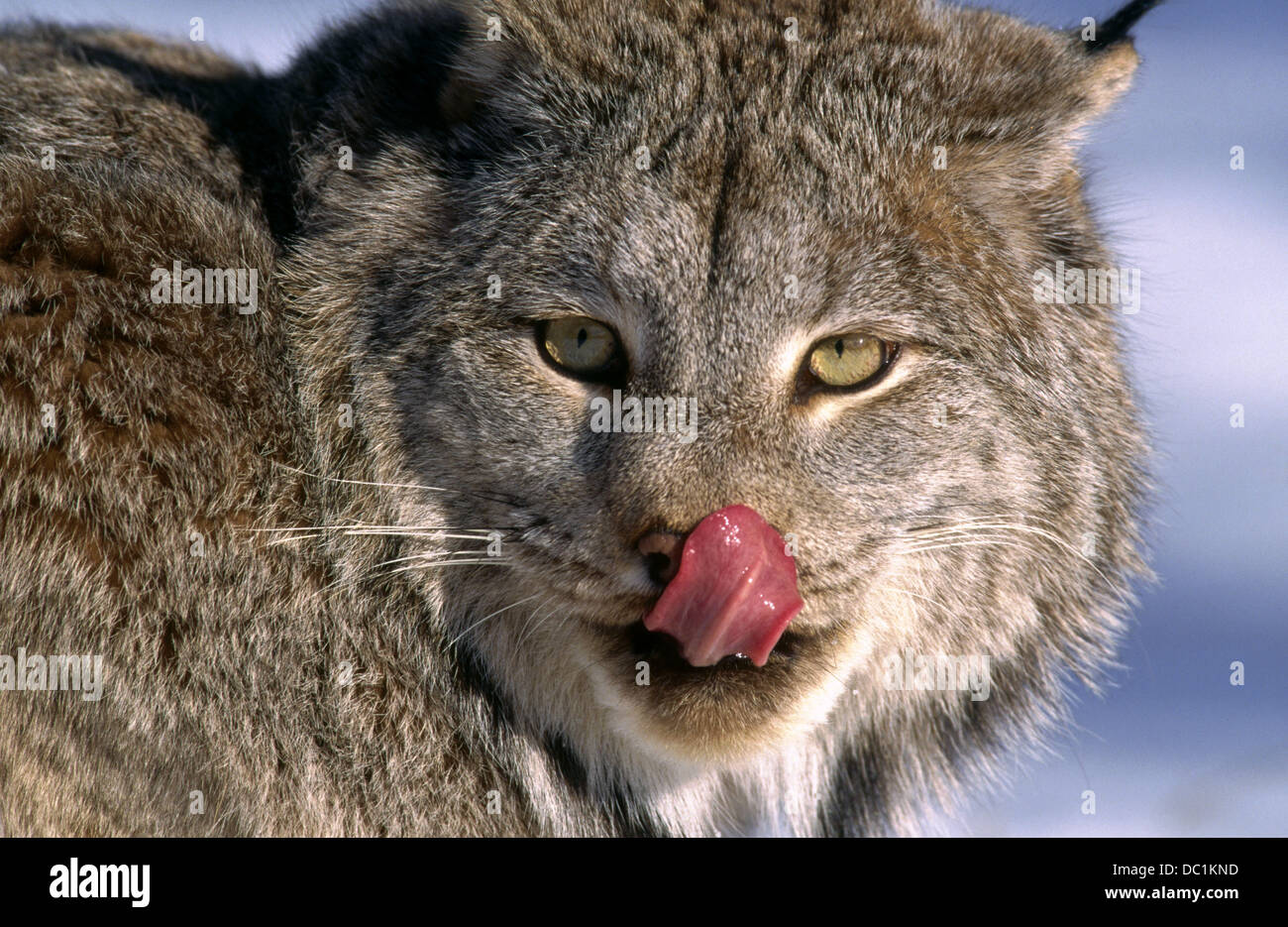 Felis Lynx Canadensis High Resolution Stock Photography and Images - Alamy