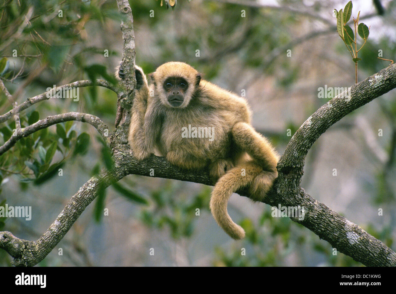 Woolly Spider Monkey (Brachyteles arachnoides). Minas Gerais. Brazil ...