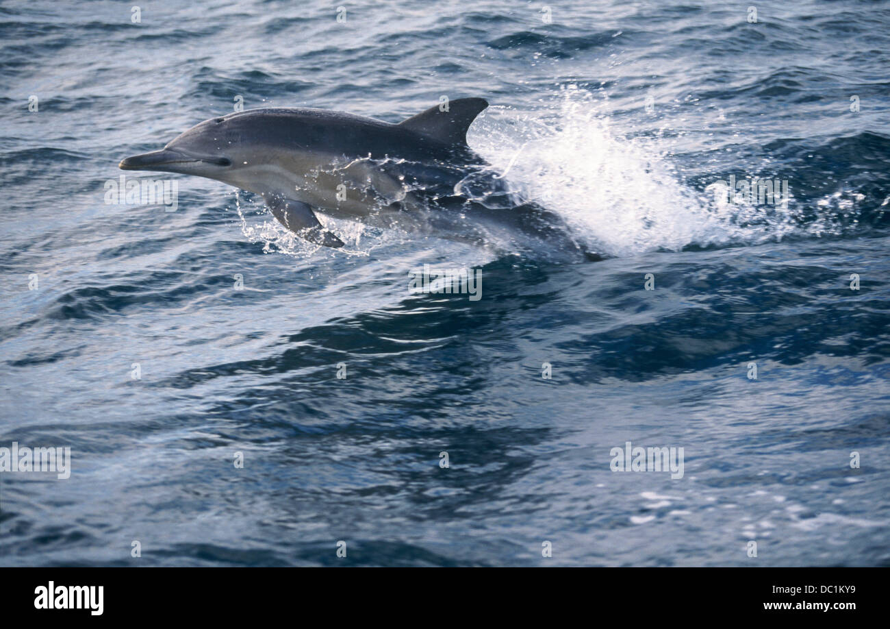 Delphinus delphis underwater hi-res stock photography and images - Alamy