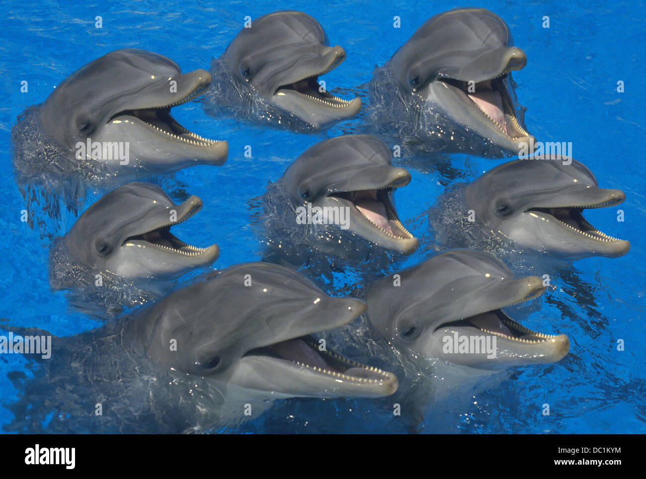 Bottlenose Dolphins (Tursiops truncatus Stock Photo - Alamy