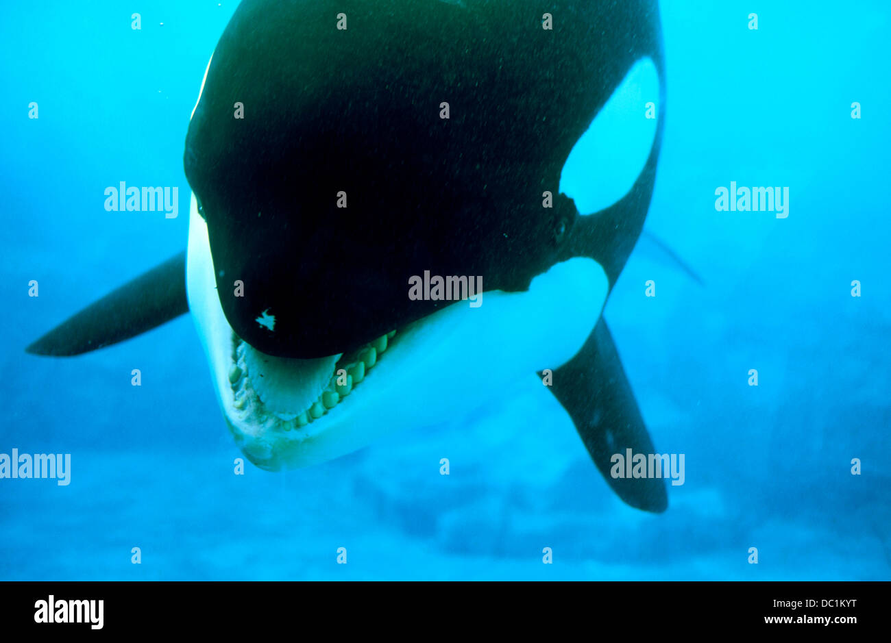 Killer Whale (Orcinus orca Stock Photo - Alamy