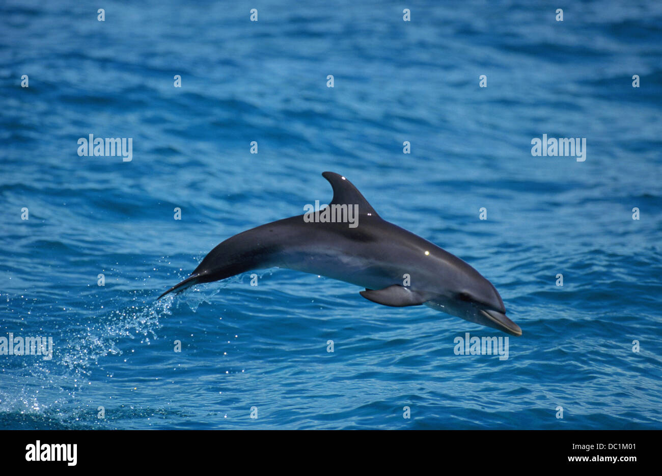 Baby atlantic spotted dolphin hi-res stock photography and images - Alamy