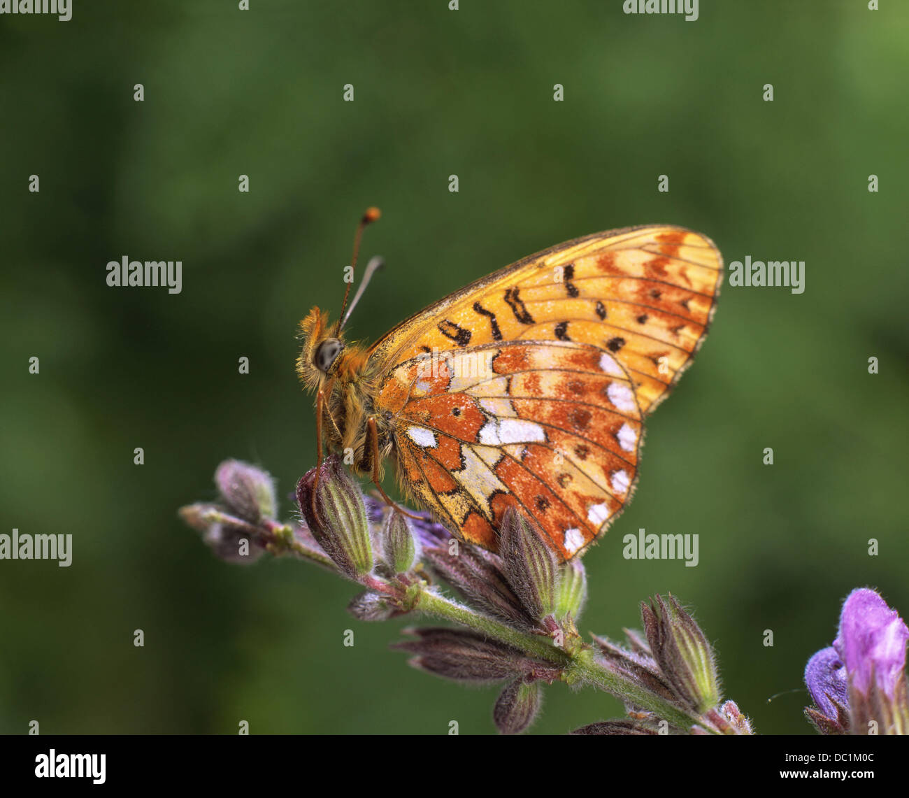 Clossiana hi-res stock photography and images - Alamy