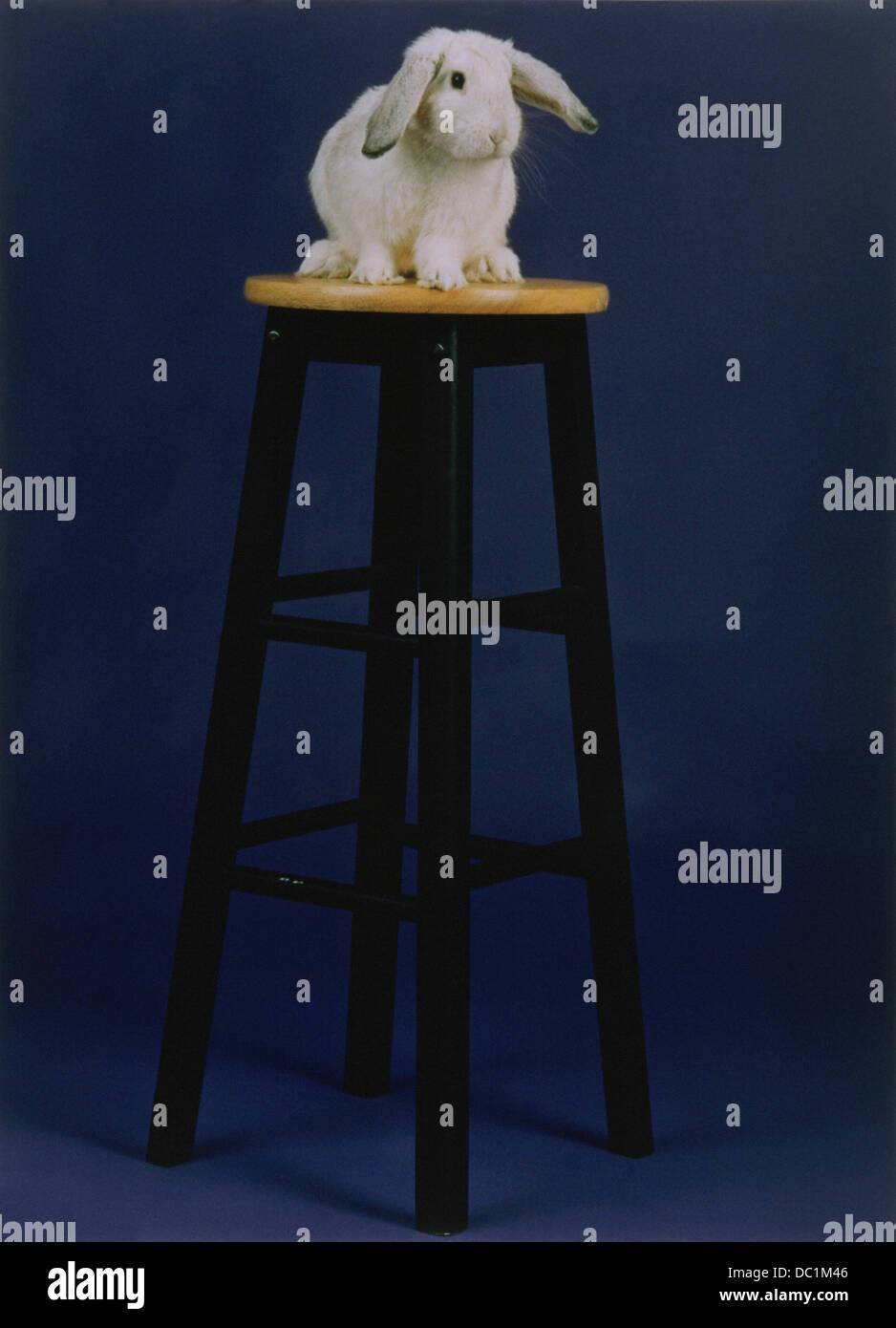 Rabbit on stool Stock Photo - Alamy