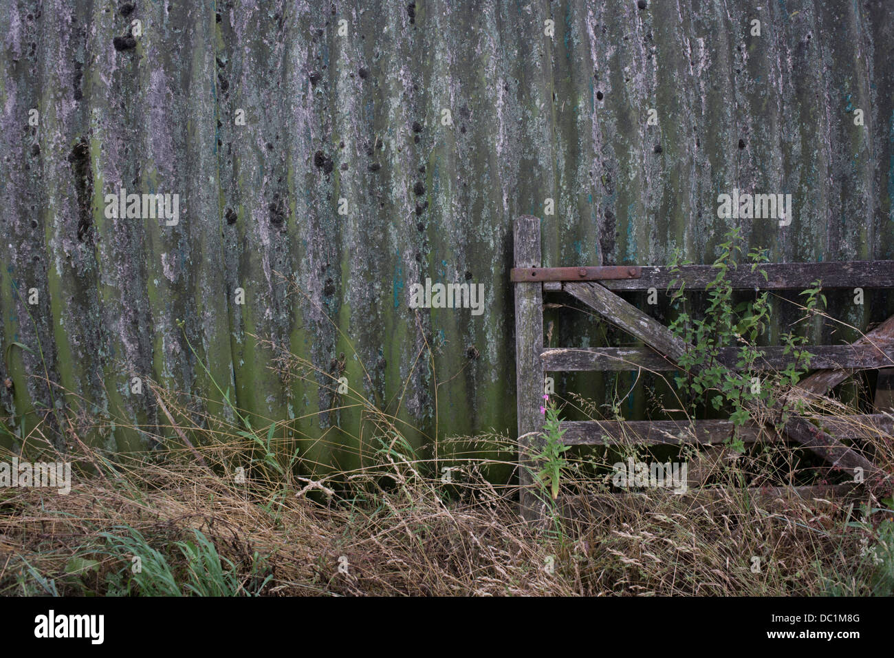 Detail of corrugated iron roofing of a Quonset hut and a rotting gate ...
