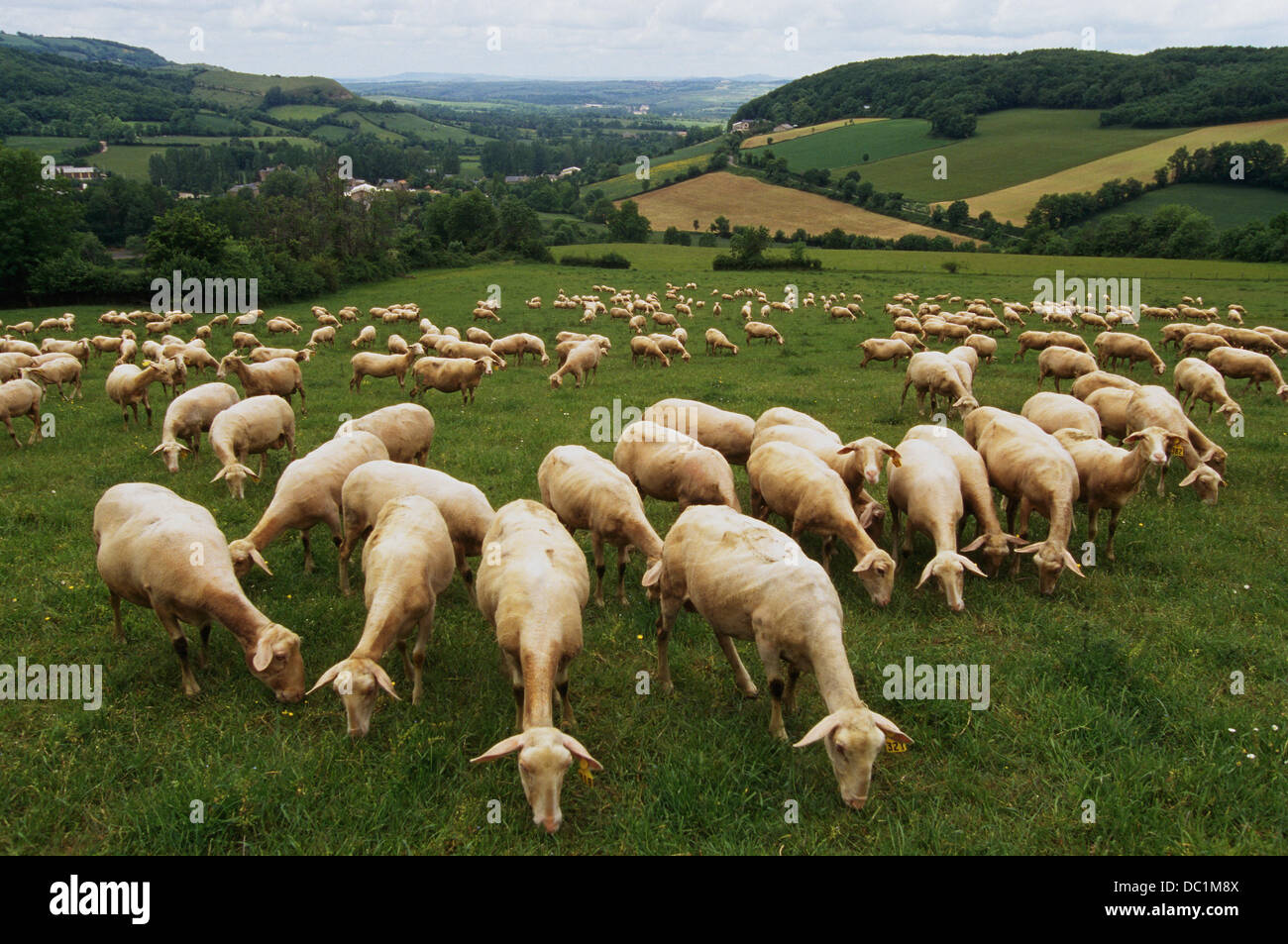 Lacaune High Resolution Stock Photography and Images - Alamy