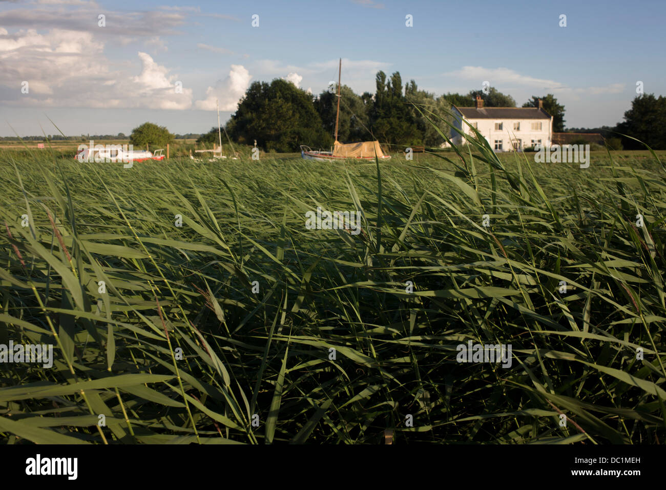 Reed beds and boating in Reedham on the Norfolk Broads Stock Photo - Alamy