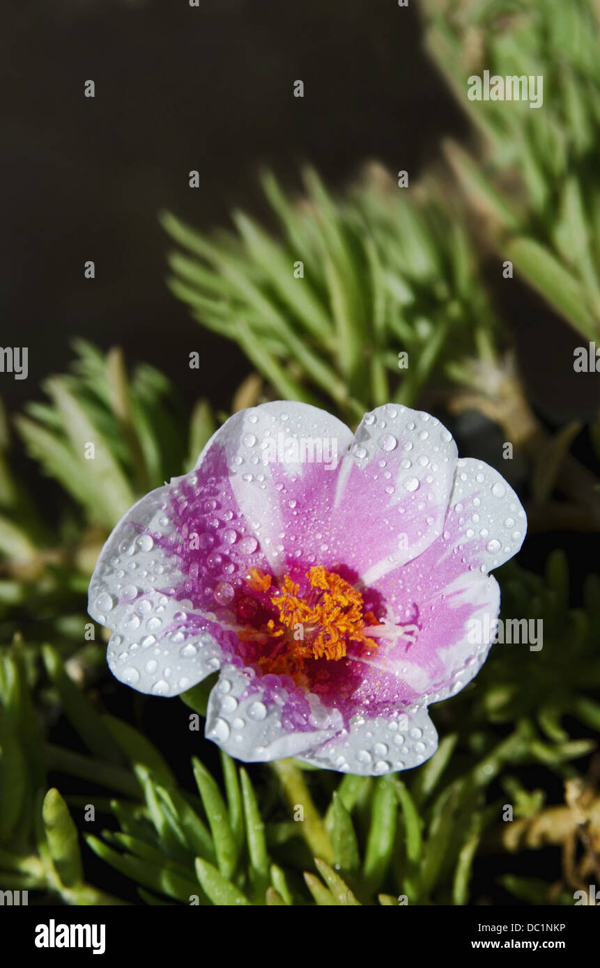 Moss rose flower hi-res stock photography and images - Alamy