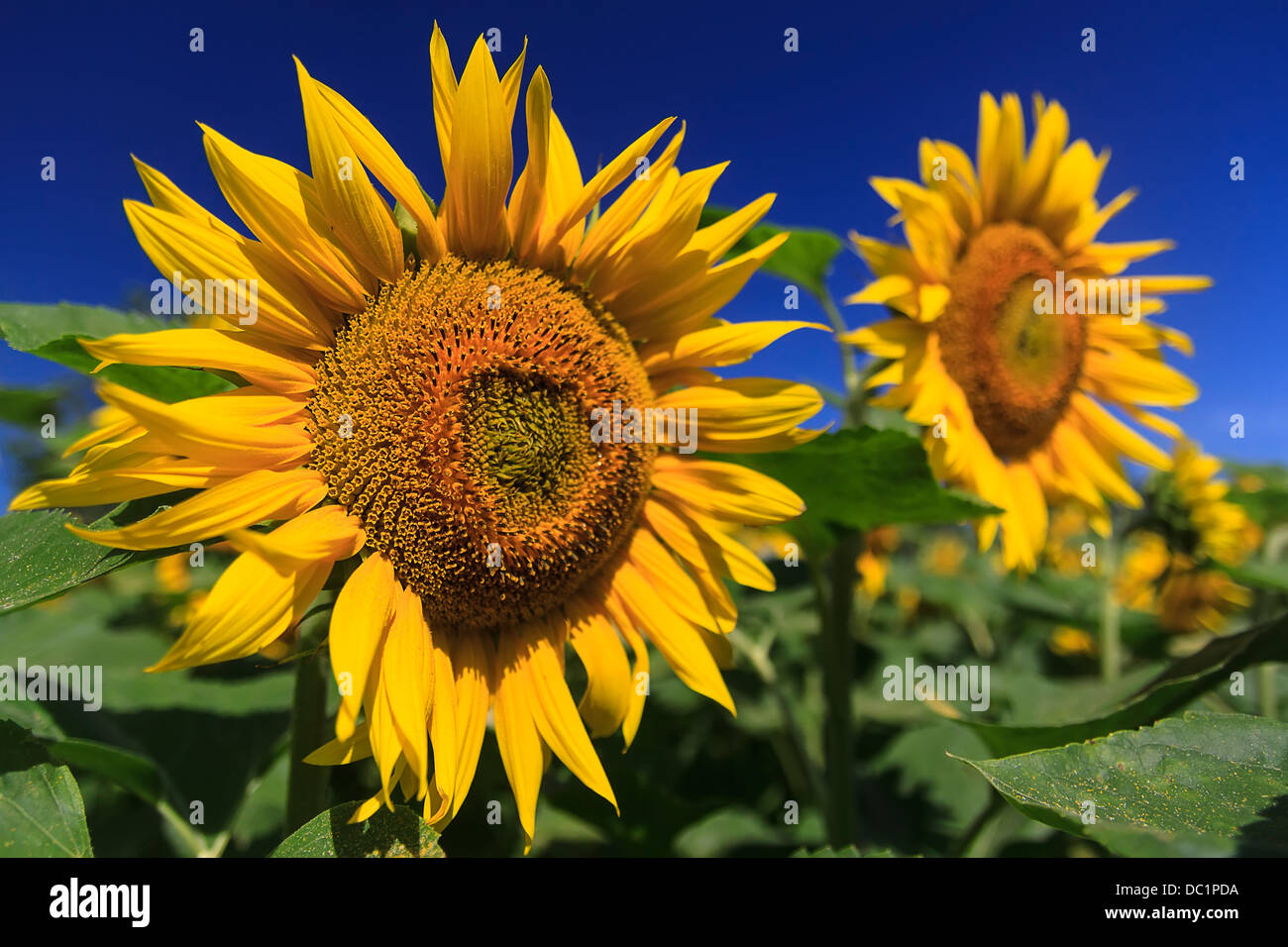 Group of sunflowers In the middle of a sunflower field Stock Photo - Alamy