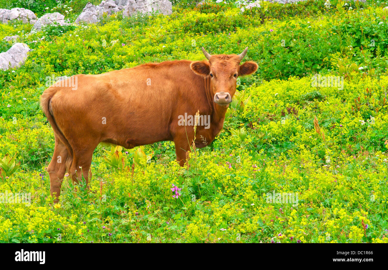 Brown Cow Farm Animal on alpine green valley with flowers ecology clear ...