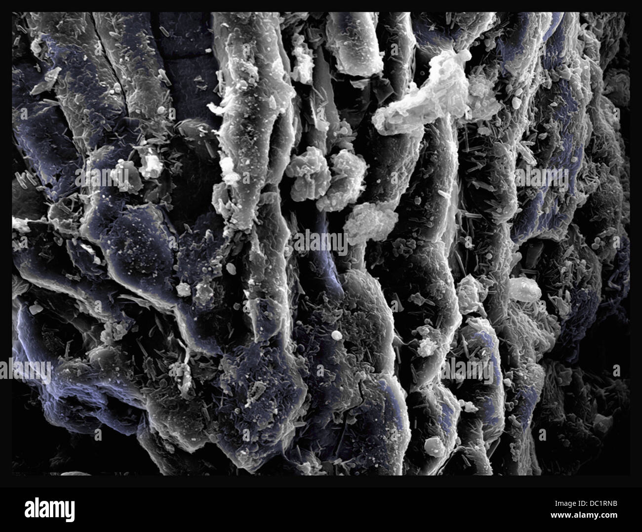 Ground pepper, SEM, color enhanced Stock Photo - Alamy