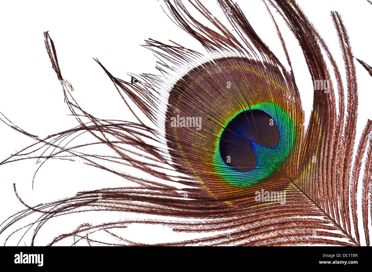 Peacock feathers hi-res stock photography and images - Alamy