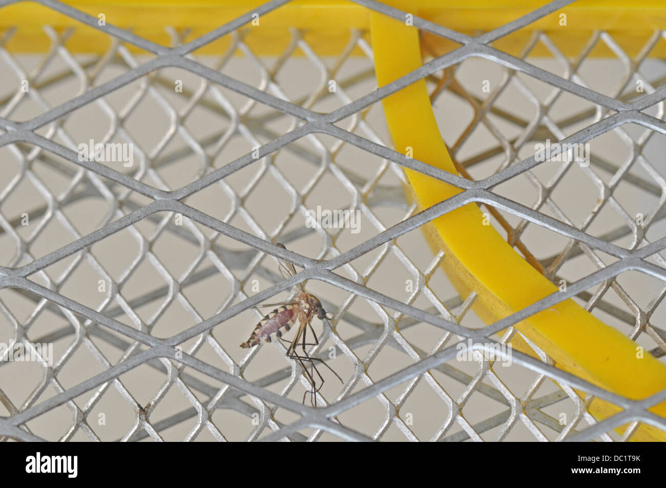 Wire mosquito mesh hi-res stock photography and images - Alamy