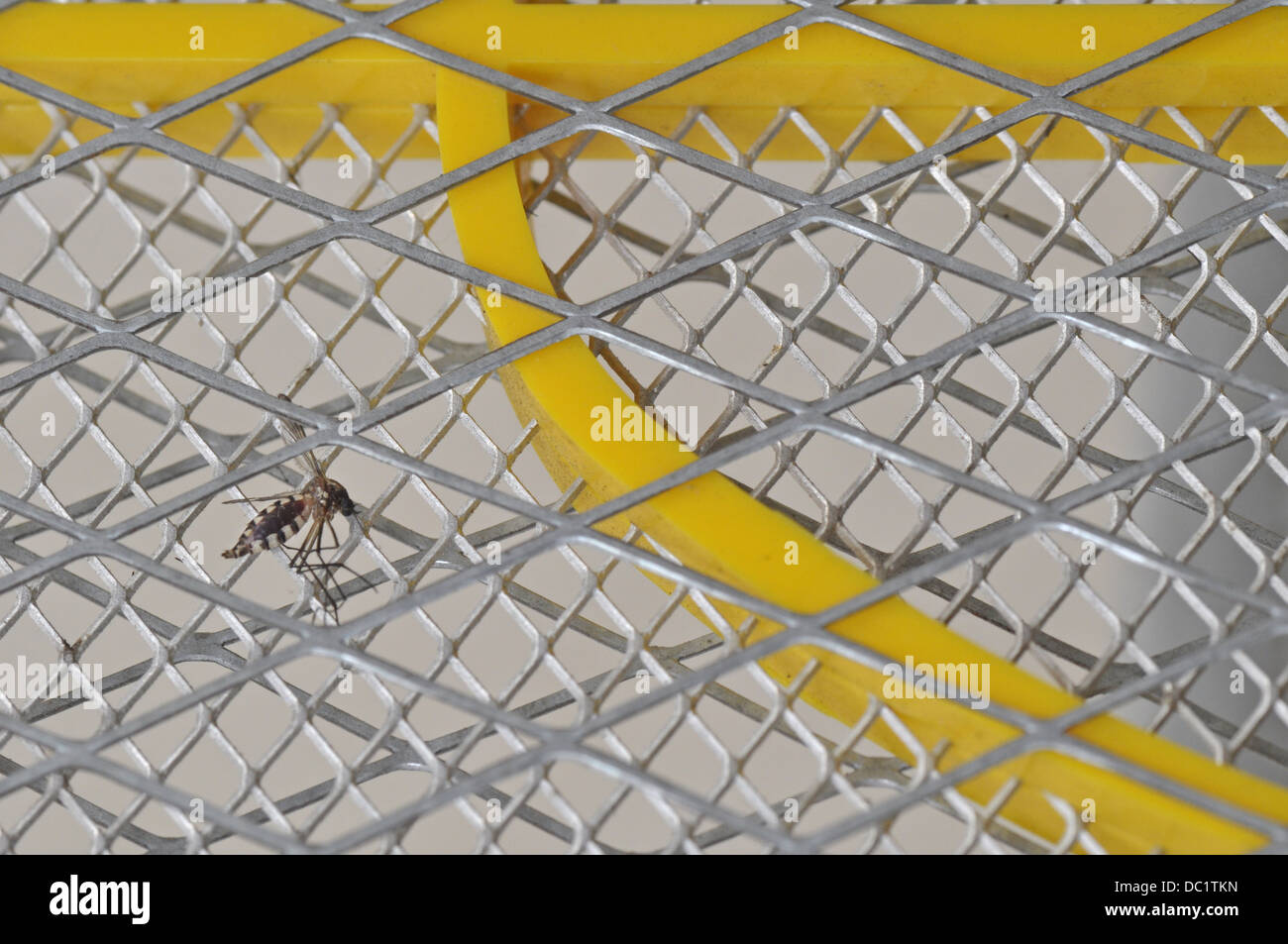 Wire mosquito mesh hi-res stock photography and images - Alamy