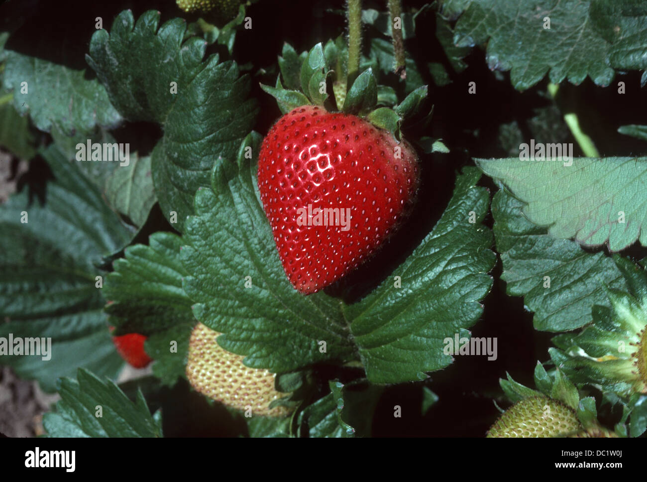 Single red strawberry on plant in field Stock Photo - Alamy