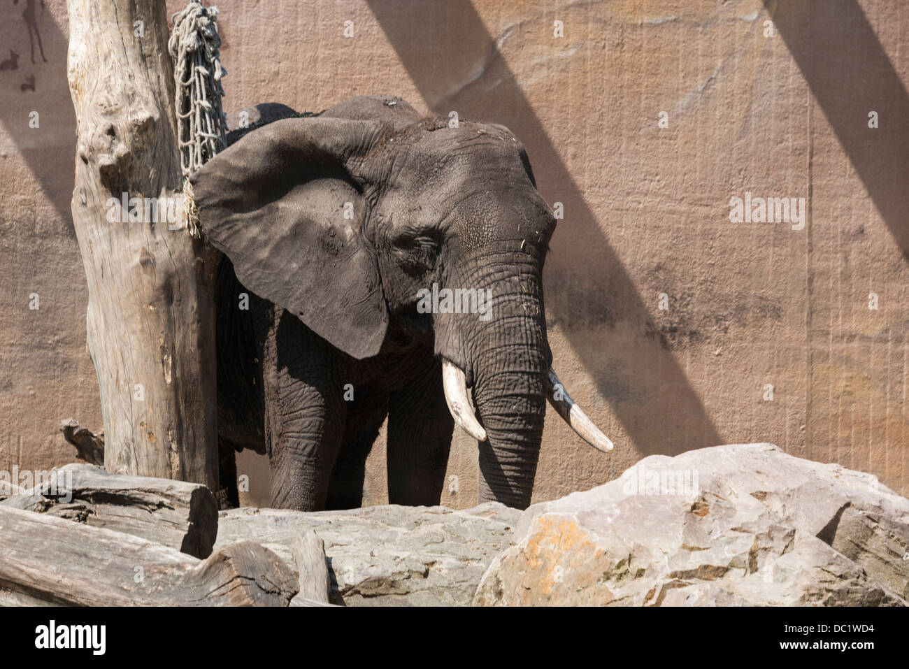young elephant with ivory tusks in the zoo Stock Photo - Alamy